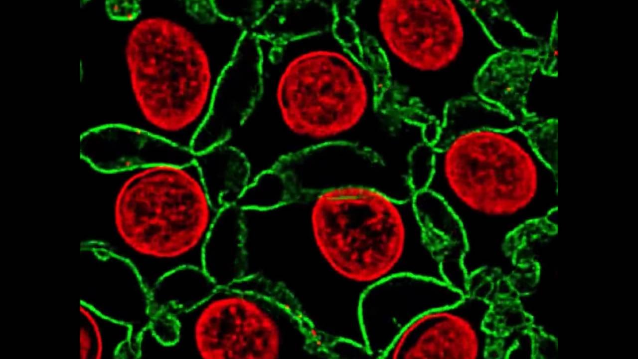 3D map of the human corneal endothelial cell - YouTube