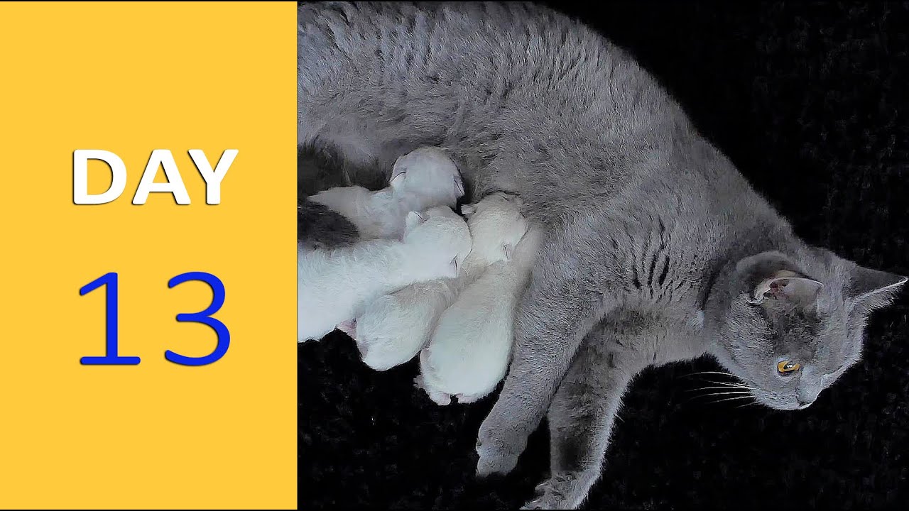 DAY 13 - Baby Kittens after Birth | Emotional - YouTube