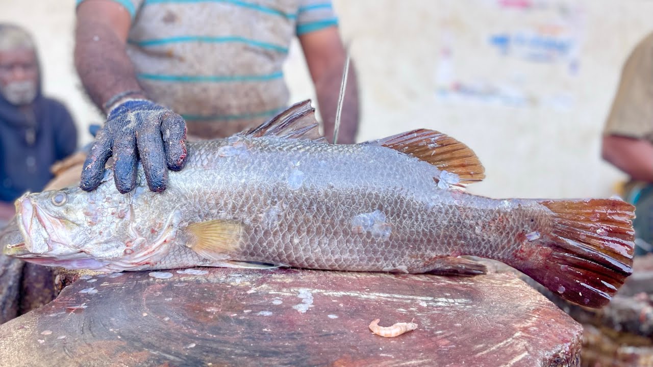 Golden Koduva Fish Cutting Video | UK SONS MARINE - YouTube