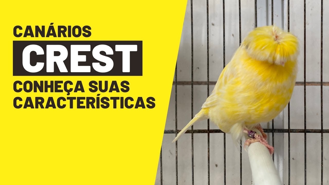 COMO DEVE SER O CANÁRIO CREST#ninhodocanario - YouTube