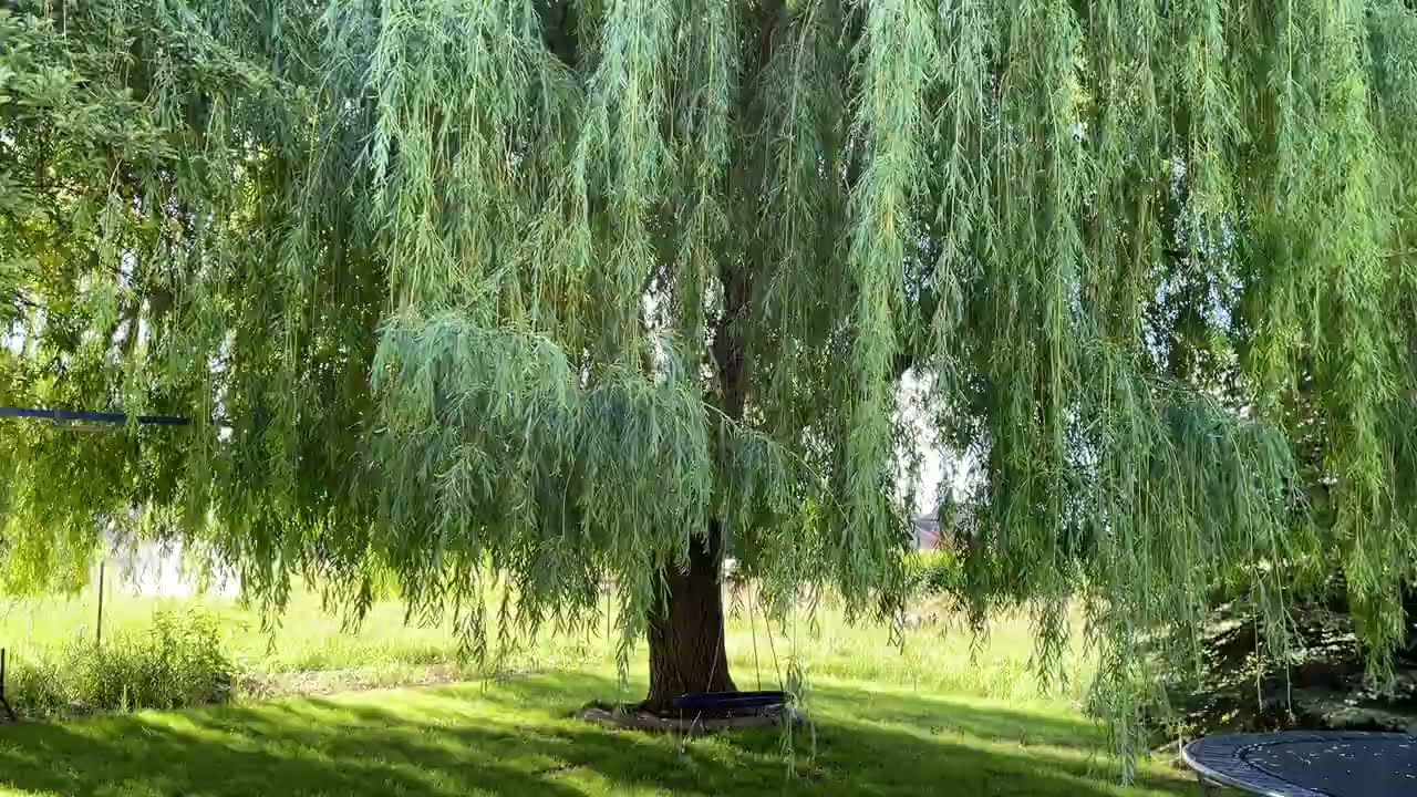How to Make a Willow Whistle - YouTube
