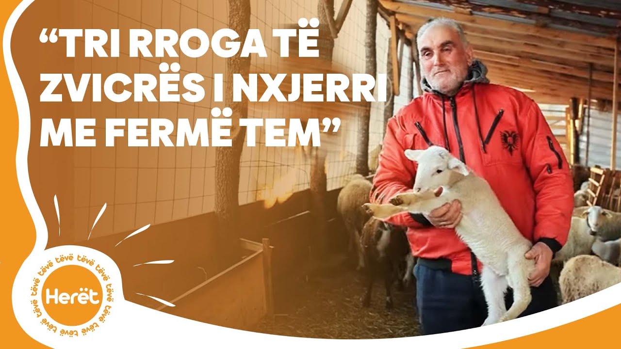 “Tri rroga të Zvicrës i nxjerri me fermë tem” - Fermeri që ka mbi 600 ...