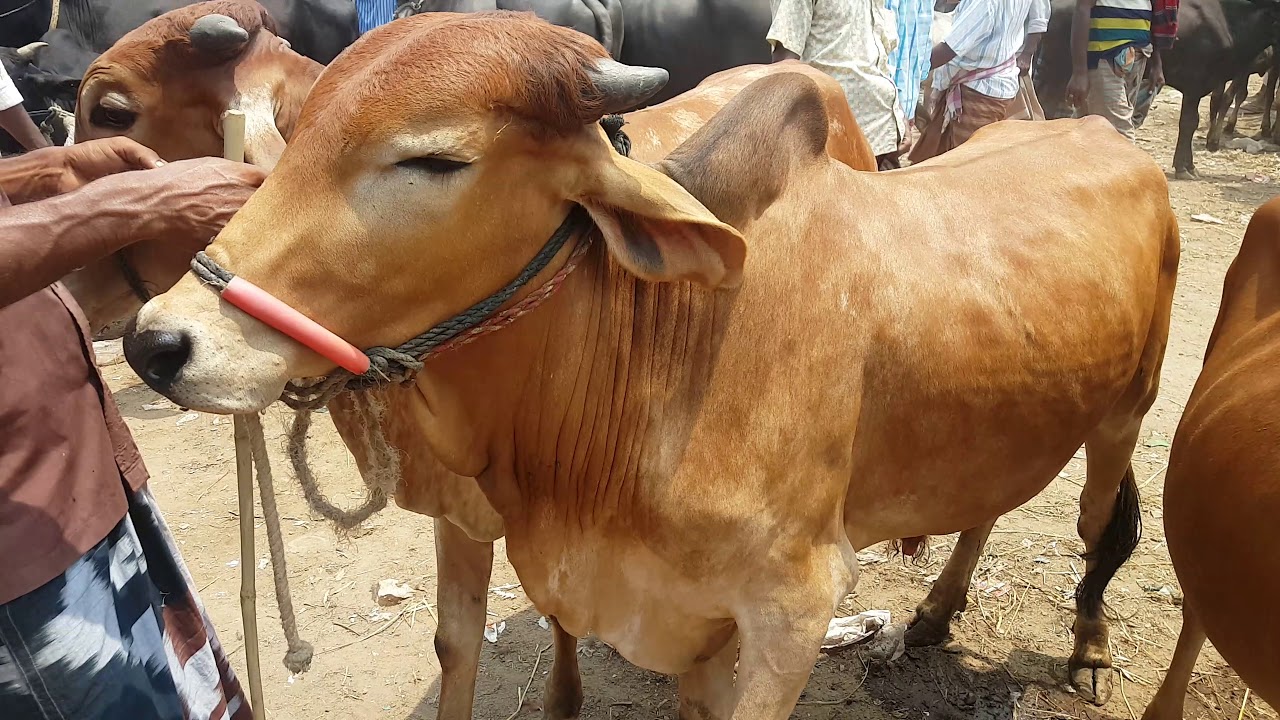 Cow video ।রাজশাহী সিটি হাটের গরু বিঞেতার সাক্ষাৎকার দেখুন।interview ...