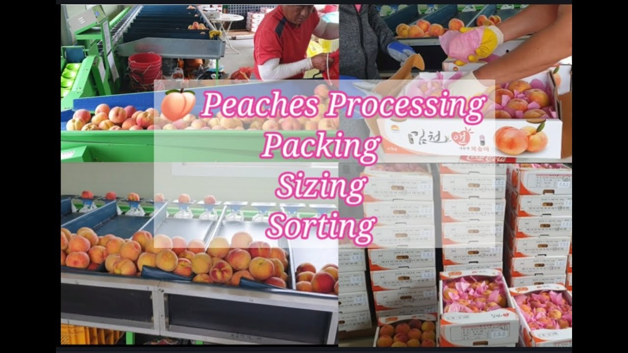 복숭아를 포장하는방법🍑 Peaches processing packing sizing and sorting(문진주)Lucky ...