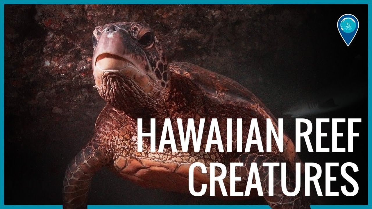 Creatures of Hawaiian Islands Humpback Whale National Marine Sanctuary ...