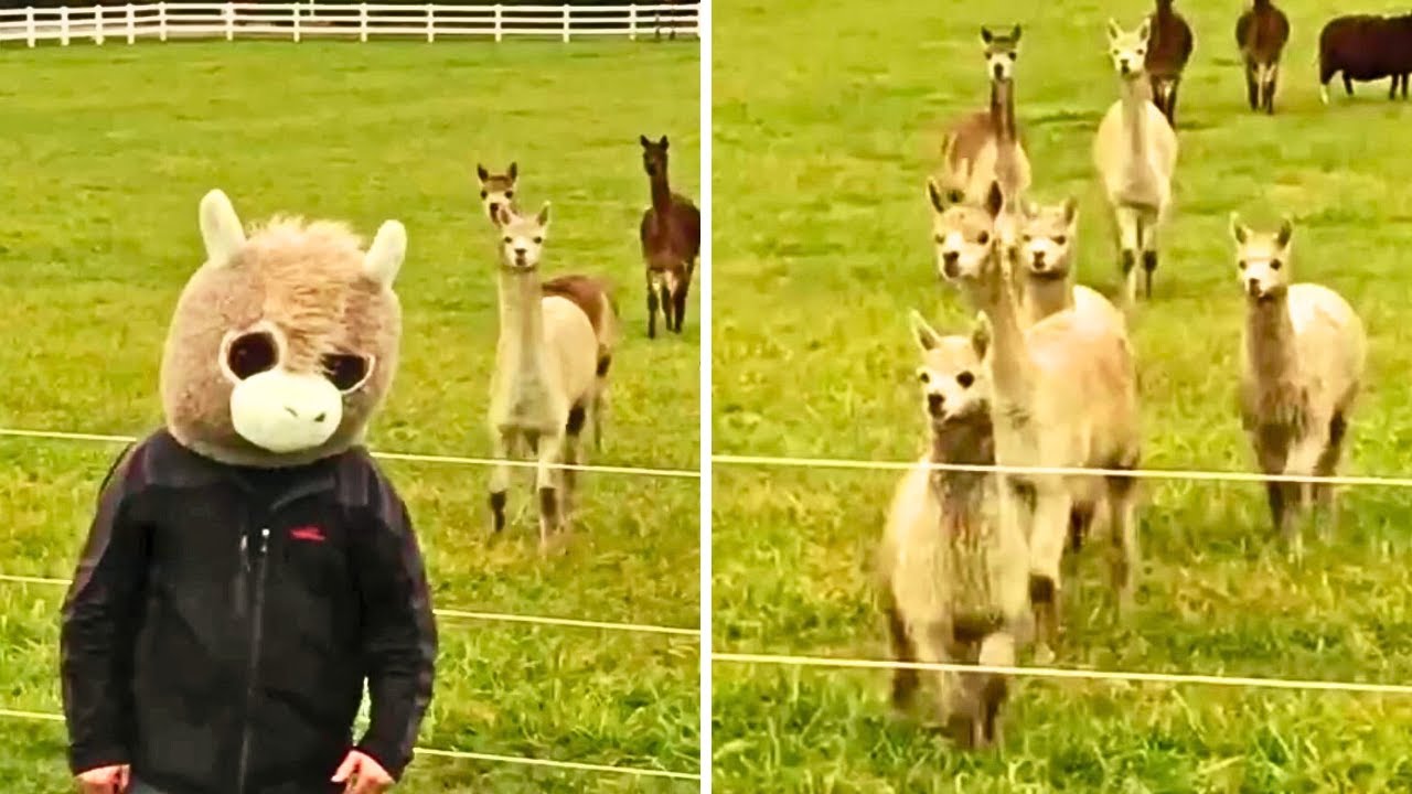 Funny Animals Videos | Hilarious Animal Reaction and Fails - YouTube