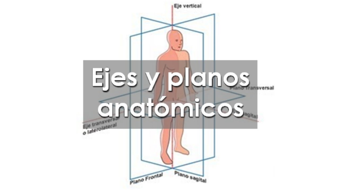 ANATOMÍA: Ejes y planos anatómicos - YouTube