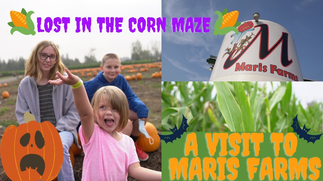 Hopelessly lost in the corn maze---A visit to Maris Farms - YouTube