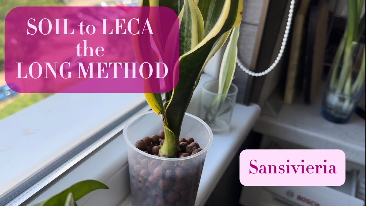 Soil to LECA - the Long Method | Snake Plant - YouTube