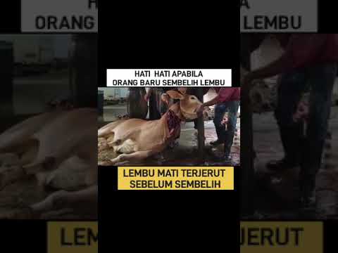 LEMBU MATI TERJERUT SEBELUM SEMPAT SEMBELIH KORBAN DI MALAYSIA - YouTube
