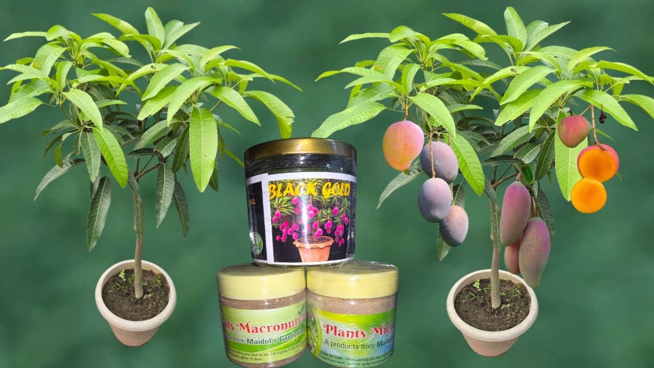 How To Keep Mango Plant Healthy? Mango Plant Care And Tips.... - YouTube