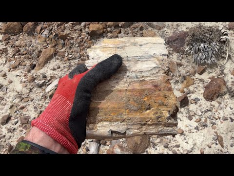 Slabbing Dark Petrified Wood from Terlingua Texas