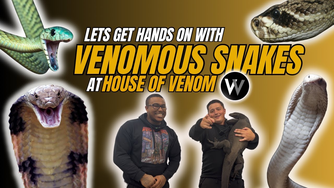 GETTING HANDS ON with VENOMOUS snakes at HOUSE OF VENOM! - YouTube