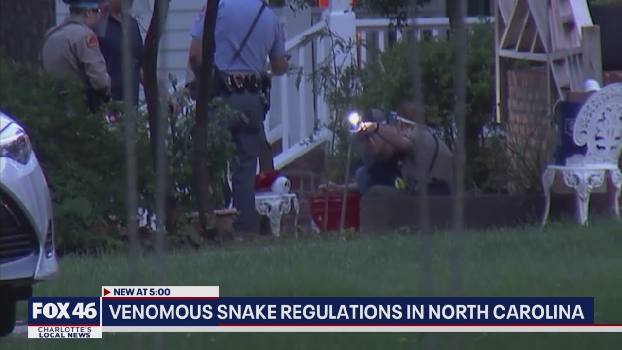 Venomous snake captured in Raleigh, North Carolina - YouTube