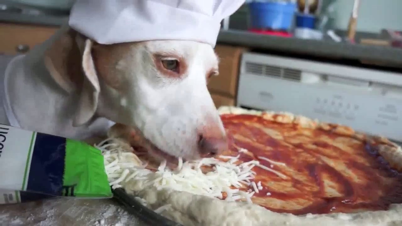 CHEF PERRO PREPARA PIZZA - YouTube