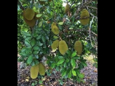 Did You Know There Is A Dwarf Jackfruit Tree - YouTube