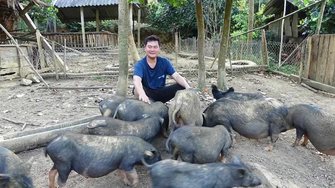 Harvest corn, sweet potatoes make pig food - Daily life at pig farm ...