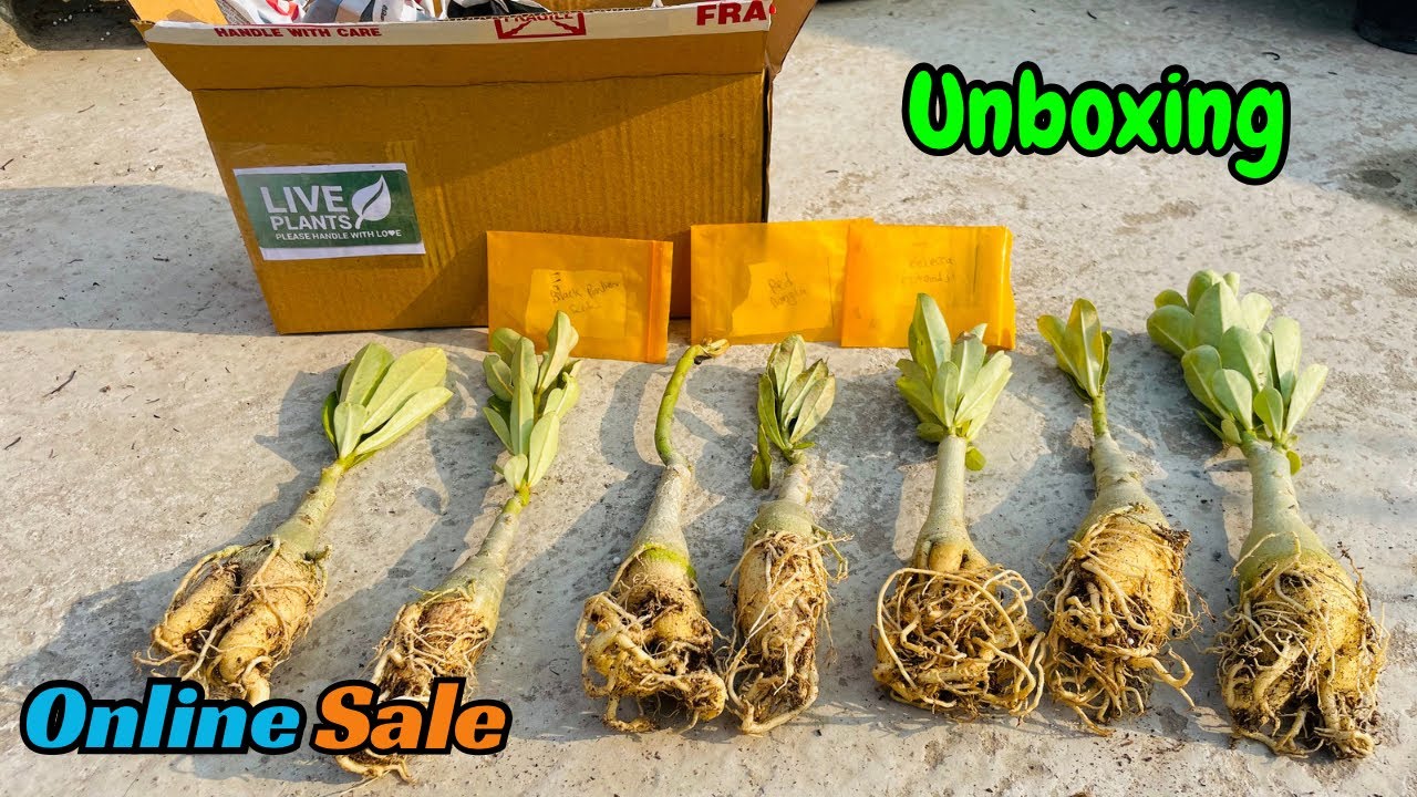 Wholesale & Retail Rare Adenium Plants Online || Best seller Of Adenium ...