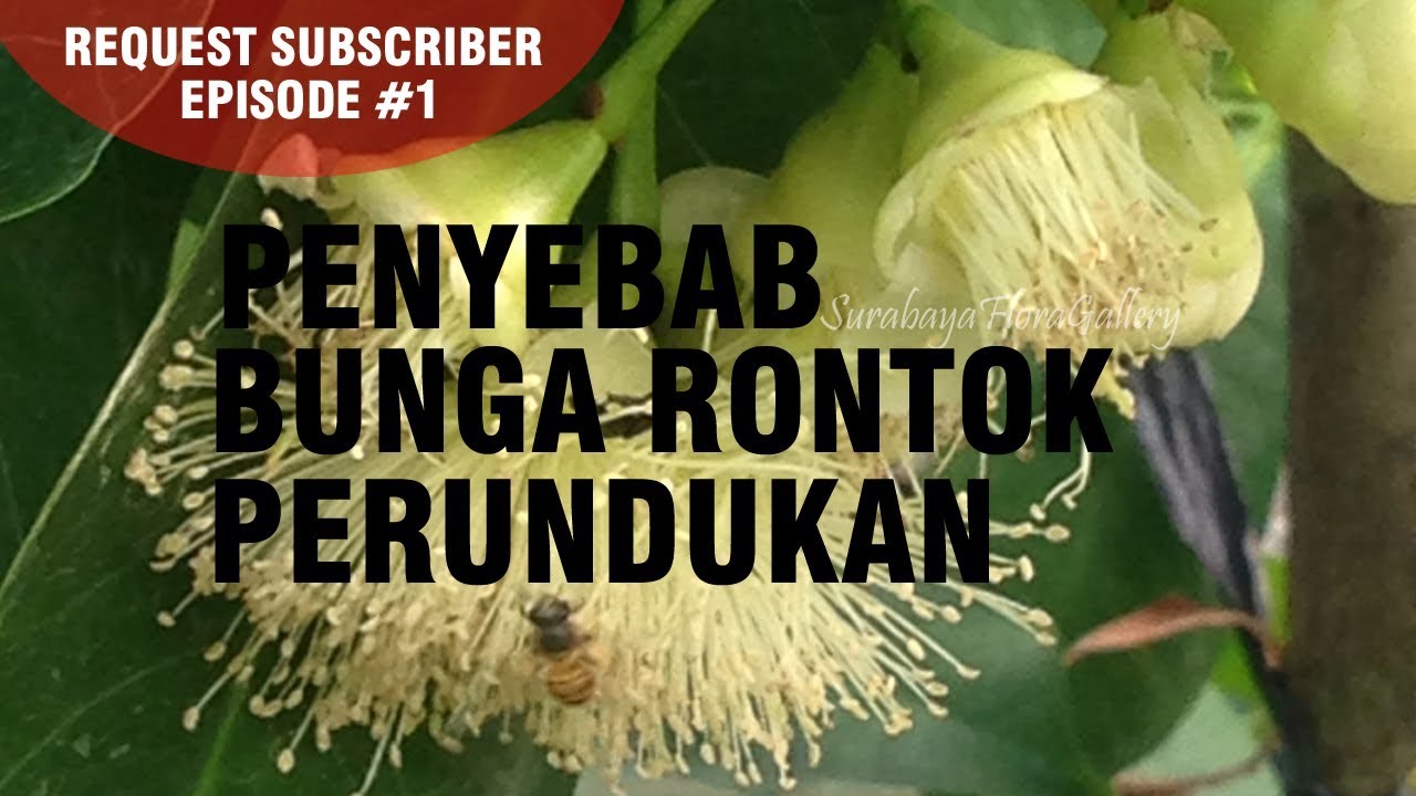 Penyebab Agar Bunga Jambu Air Madu Tidak Rontok dan Perundukan Tanaman ...