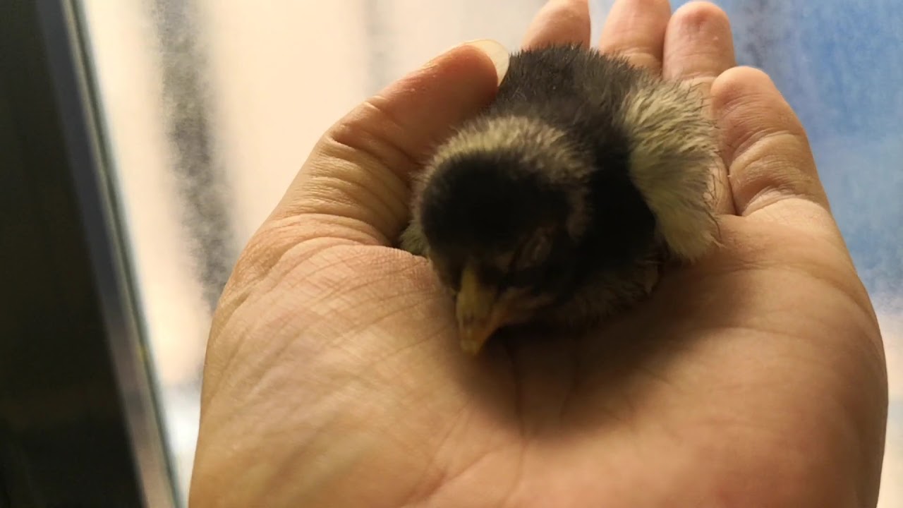 The chick is cheeping - YouTube