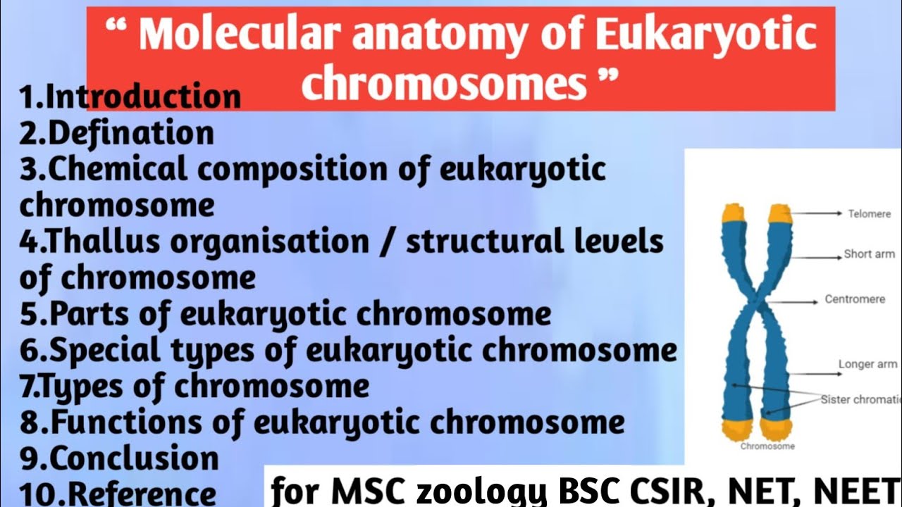 Molecular anatomy of Eukaryotic chromosome | chemical composition ...