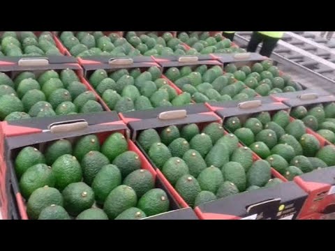 avocado farming step by step - YouTube