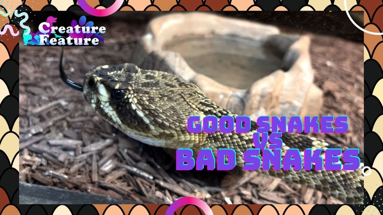 CREATURE FEATURE: Good Snakes VS BAD Snakes 3.17.23 - YouTube