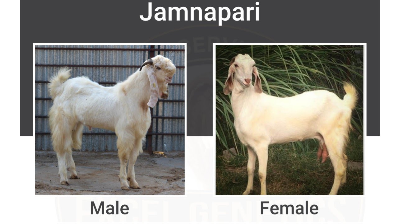 Jamunapari | Gulabi Jamunapari | Hansa Jamunapari | Kashi Goat farm ...