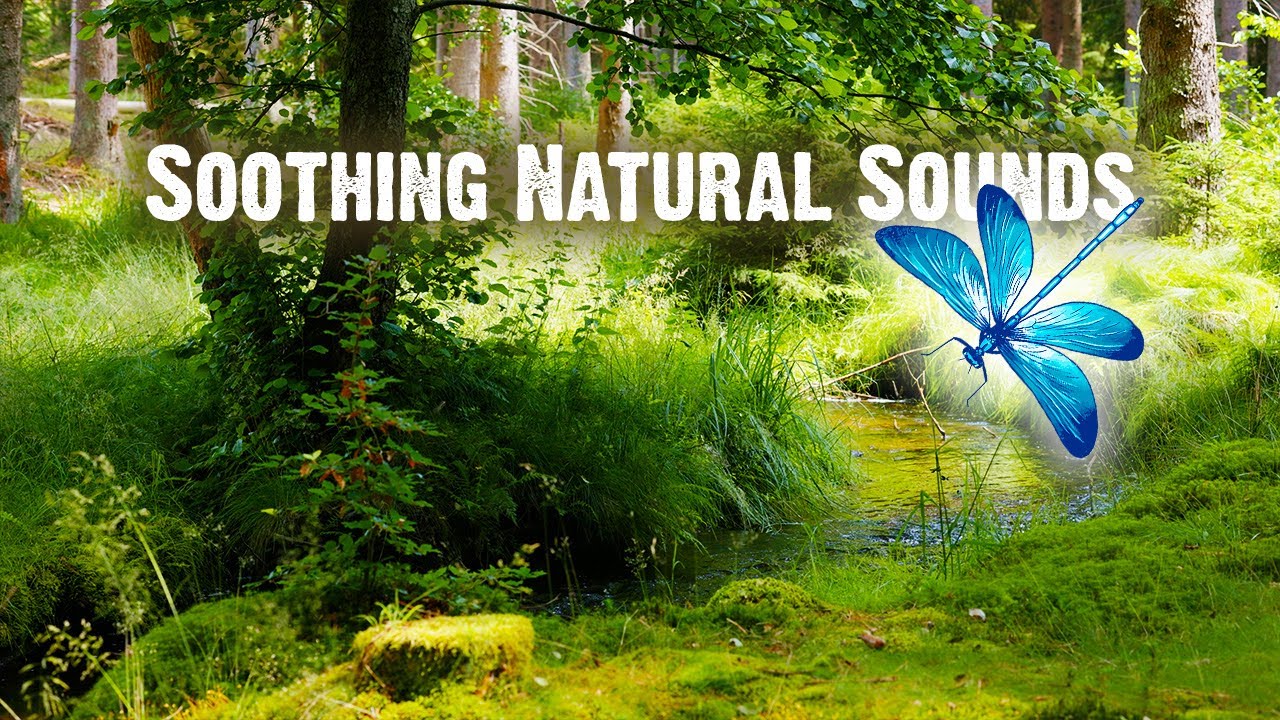 Soothing Natural Sounds of Pure Nature 🌿Green Forest & Dragonflies ...