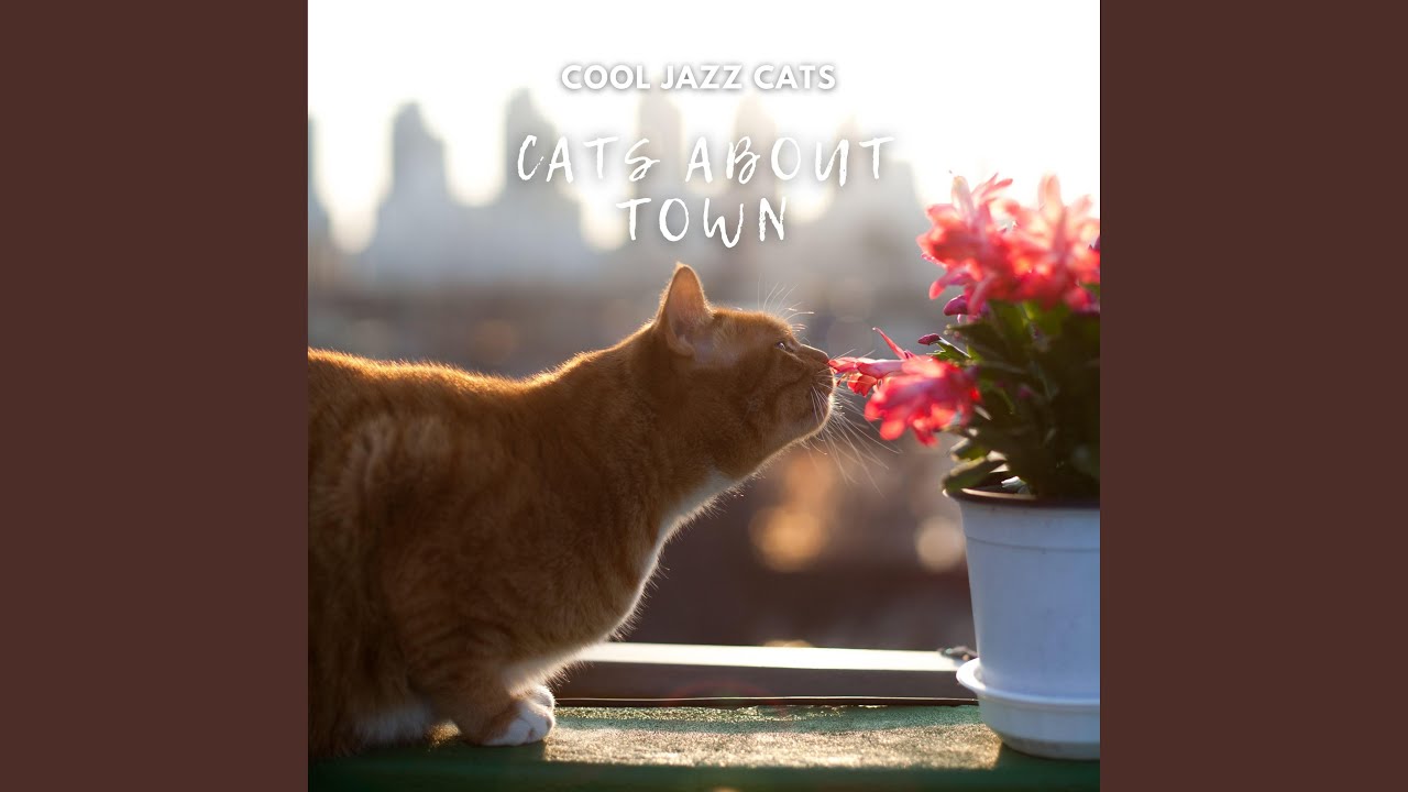 Jazzy Cats and Swingin' Kitties - YouTube