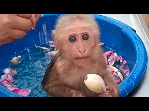 Mom bathes baby monkey Janie - YouTube