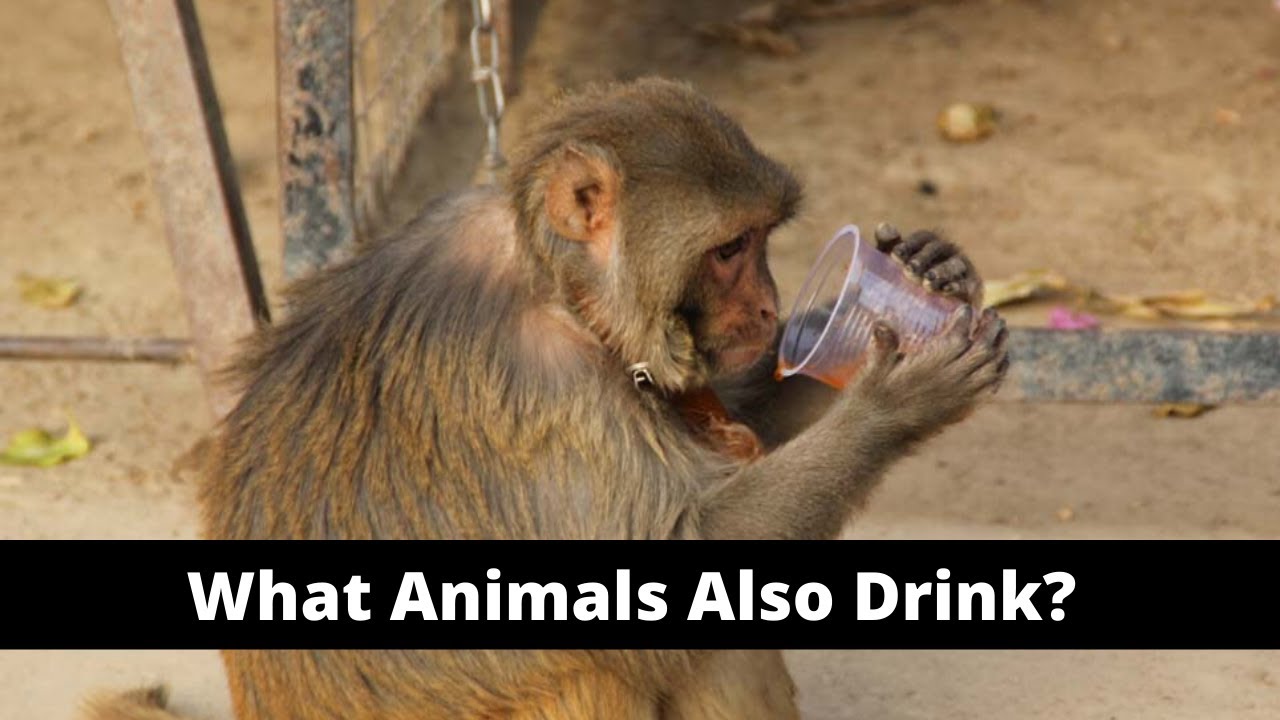5 Animals That Love To Get Drunk or High Besides Humans - YouTube