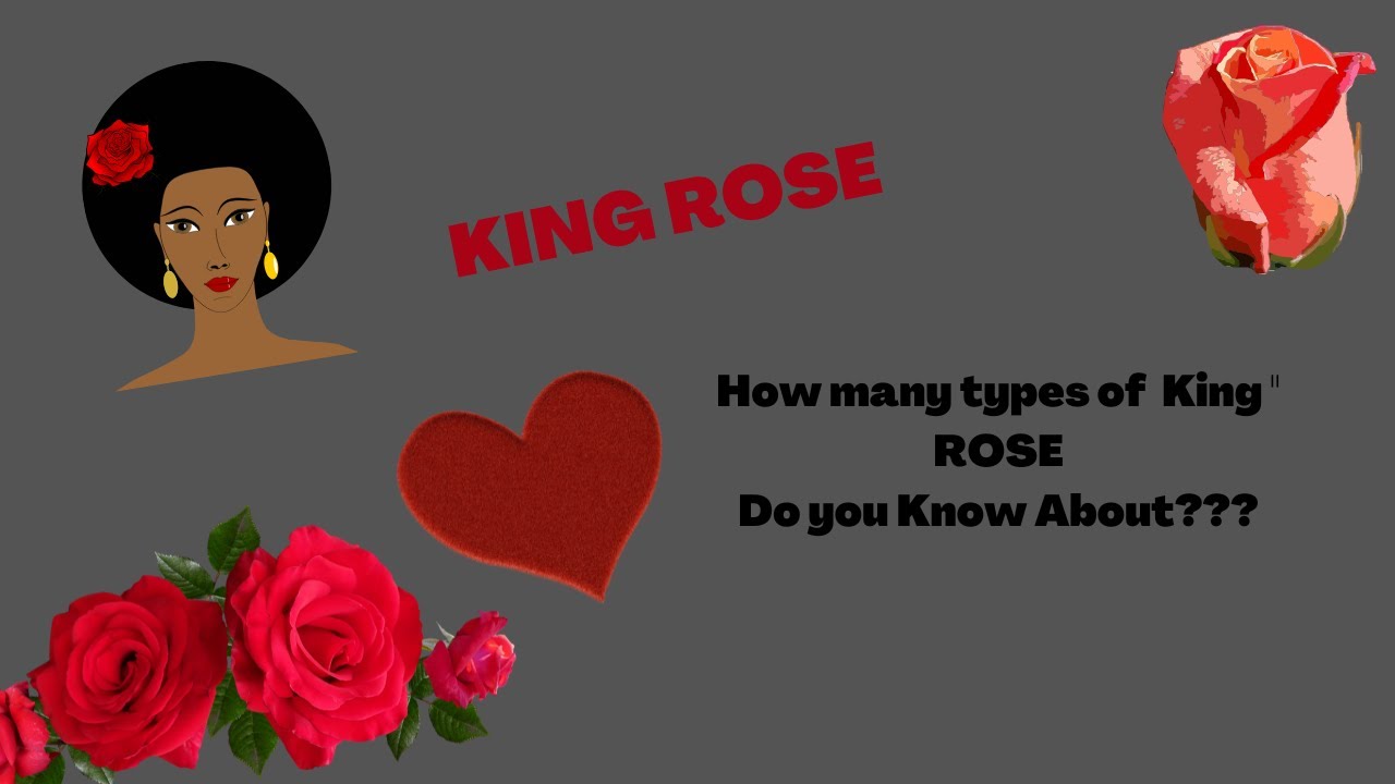 |Different types of roses| Species of king rose|king rose has thousands ...