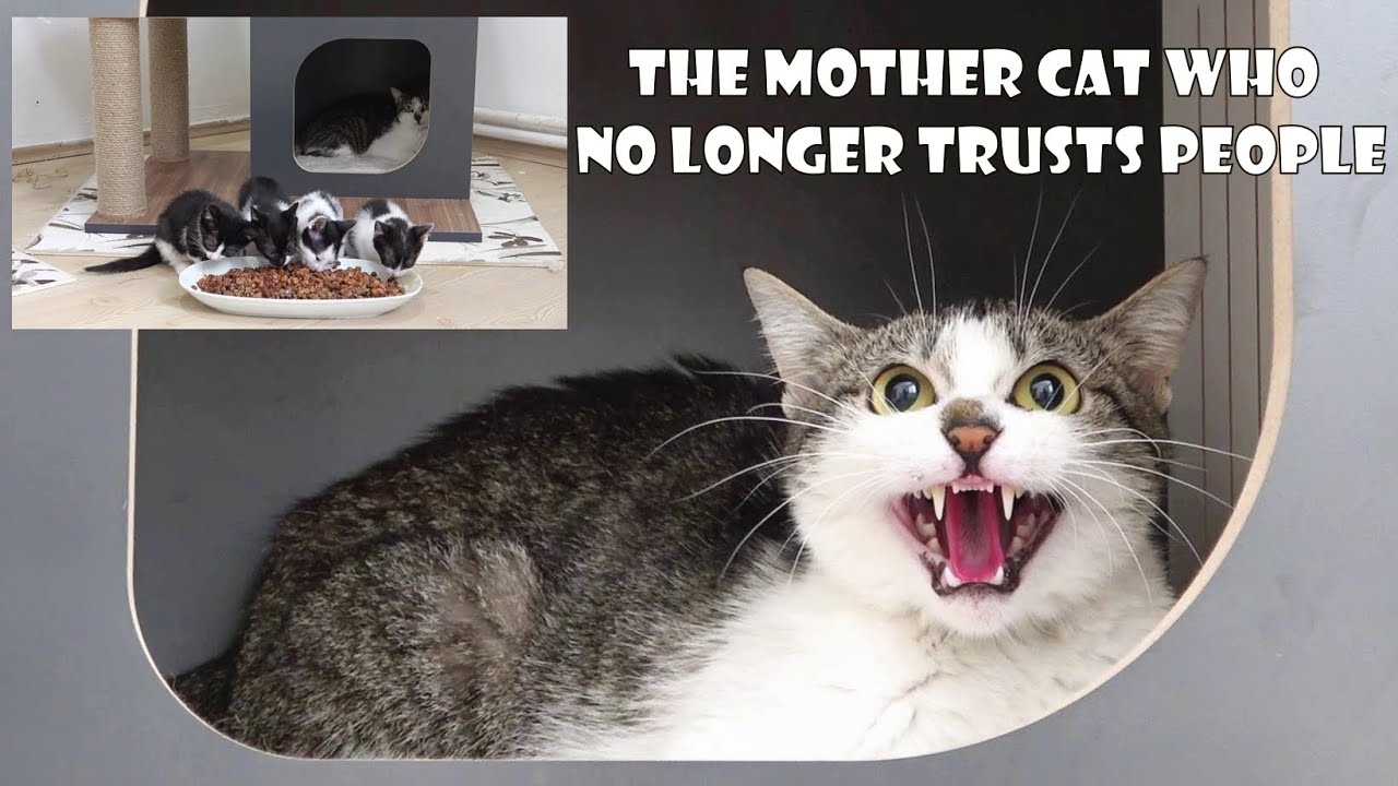 The feral mother cat, distrustful of humans, hissed at me even though I ...