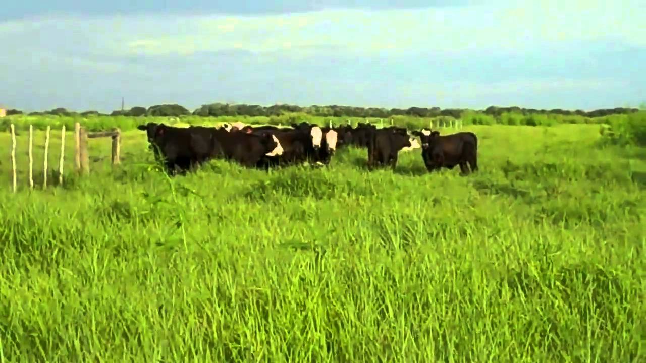 Leopard Working Cowdogs on the Texas Gulf Coast - YouTube