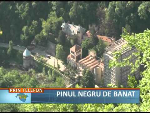 pinul negru de banat - YouTube