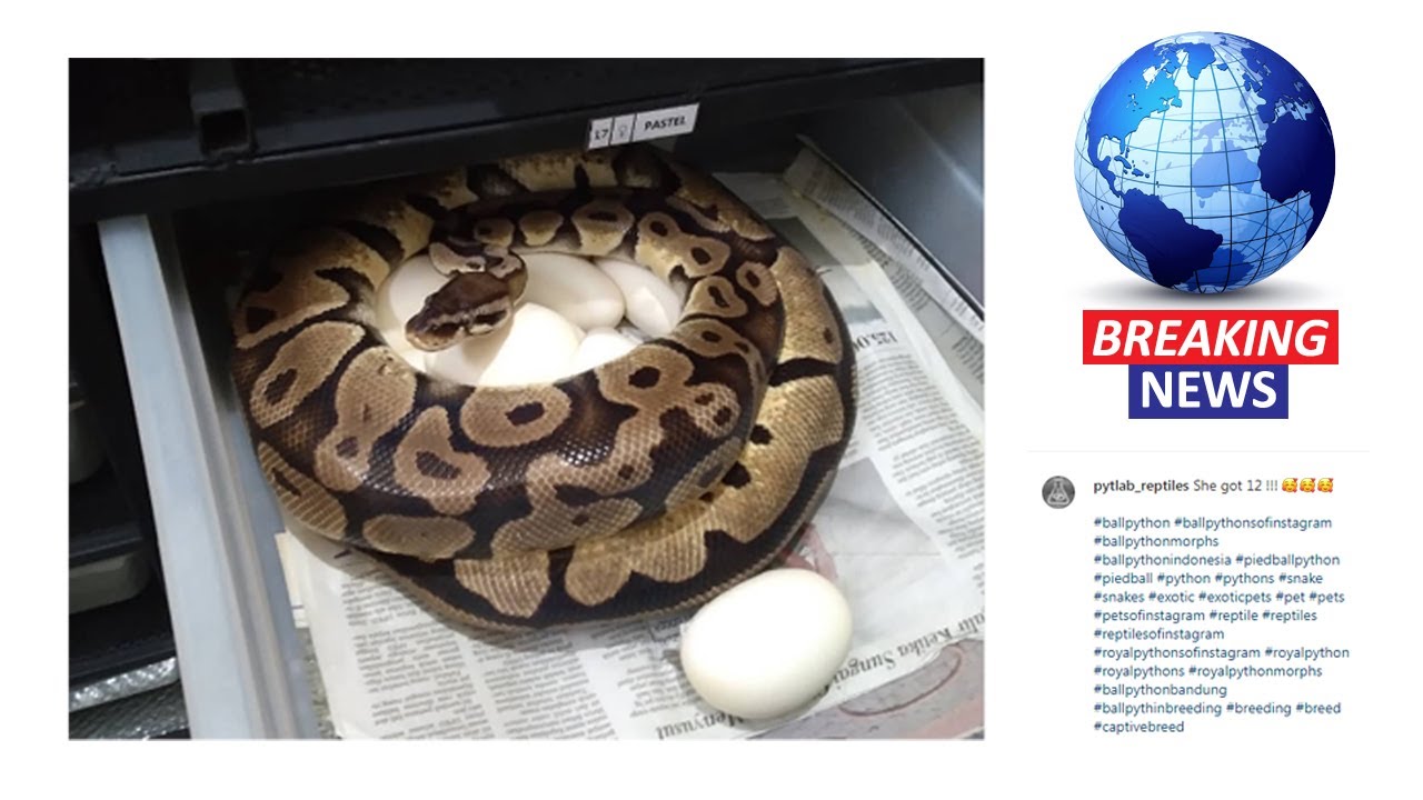 KEJUTAN DI PAGI HARI - TELUR ULAR BALL PYTHON - YouTube