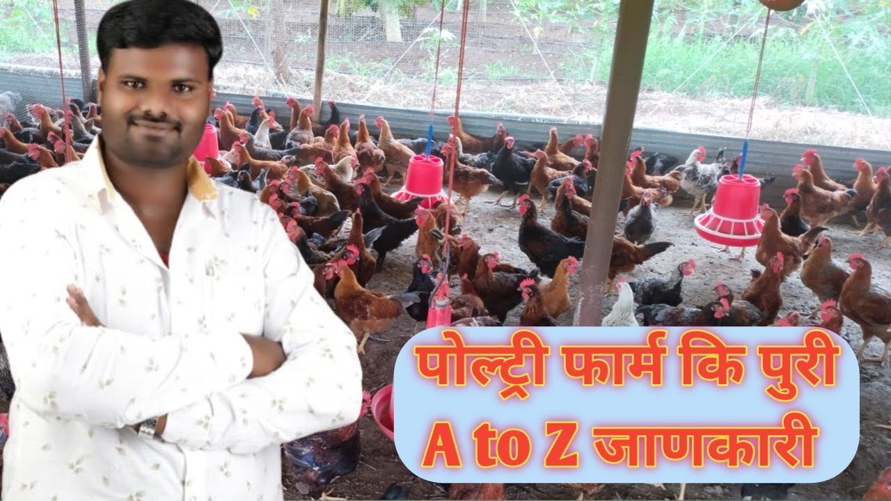 Poultry Farm Ki A to Z Jankari // पोल्ट्री फार्म // पोल्ट्री फार्म कैसे की जाती हैं - YouTube