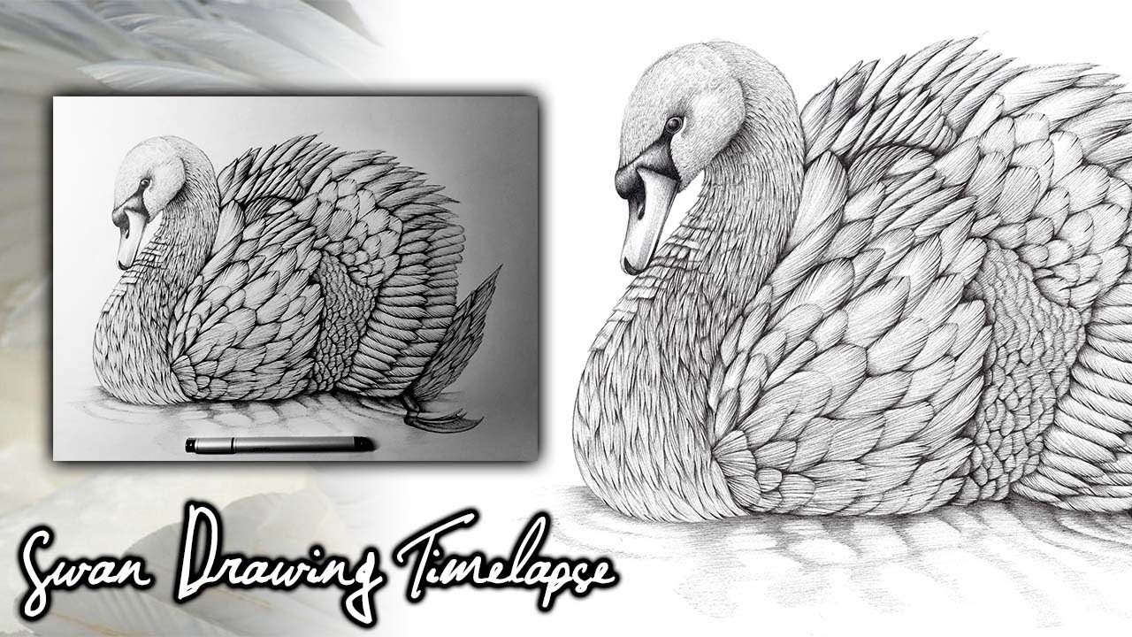 Swan Drawing Timelapse // Fineliner Pen - YouTube