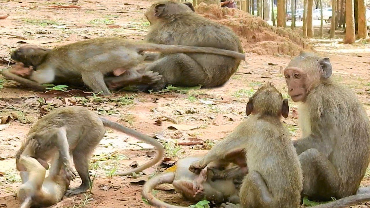 Super monkey mating and make sweet love mating - YouTube