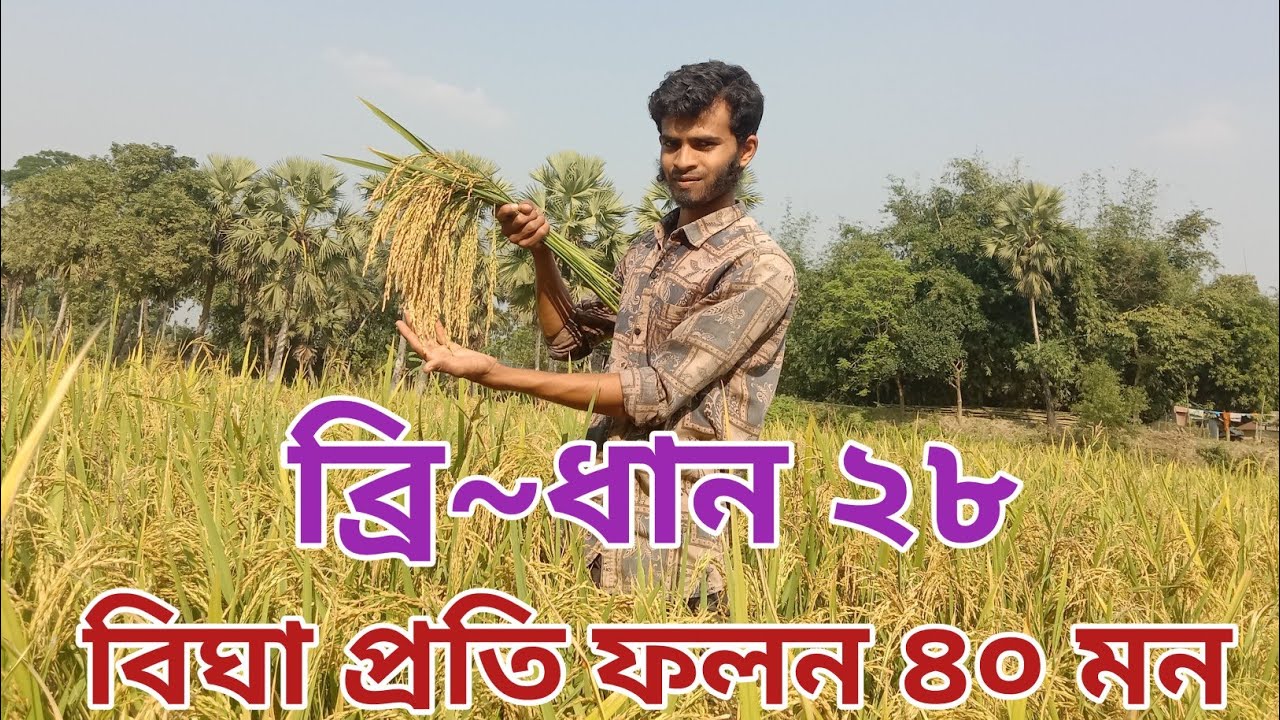 ব্রি~ধান ২৮ | বোরো মৌসুমের উচ্চ ফলনশীল ধানের জাত | উচ্চ ফলনশীল ধান ...