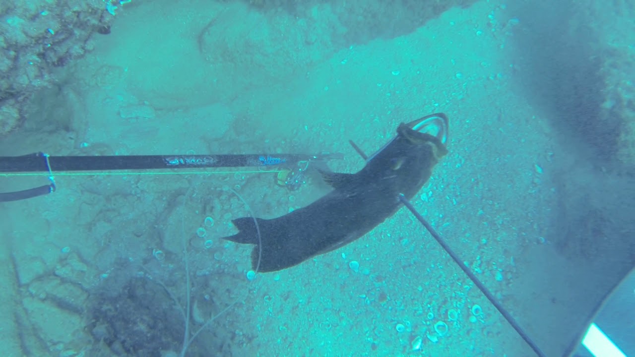 Grouper in cave - YouTube