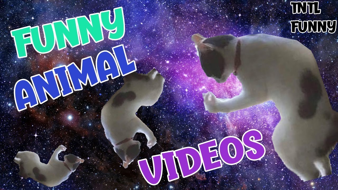 Funny Animals Being Dumb | Compilation TNTL Funny - YouTube