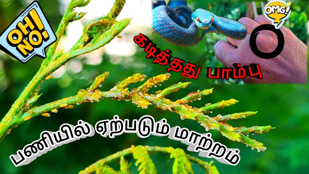 pambu potuduchi🐍 | Pani time la epdi than nadakum jakurathai | NG - YouTube