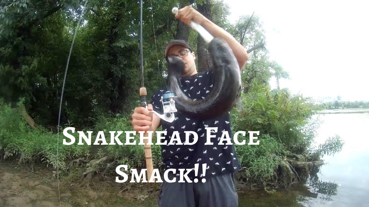 Potomac River Snakehead Fishing (GIANT!) - SURPRISE Kayak Bass Fishing ...