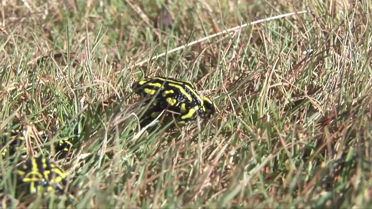 The Frog Hunters -- a tale about the southern corroboree frog - YouTube