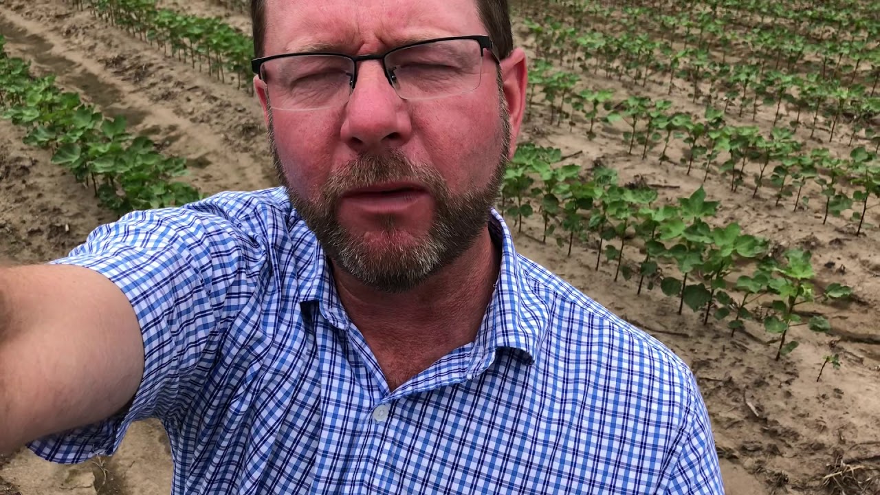 Cotton stage: Pinhead square - YouTube