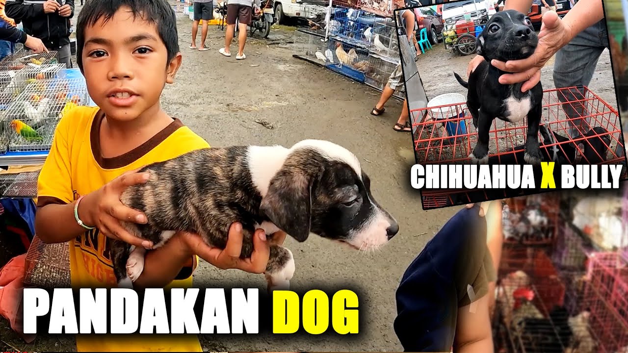 ANG DAMENG MGA NAGLALABASANG LAHI NG ASO - YouTube