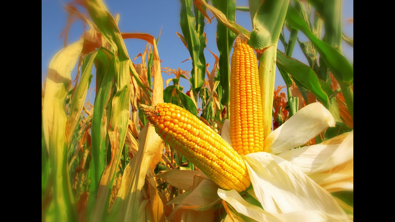 PINAKA-MODERNONG PAGSASAKA NG MAIS NASA PALAWAN NA - YouTube