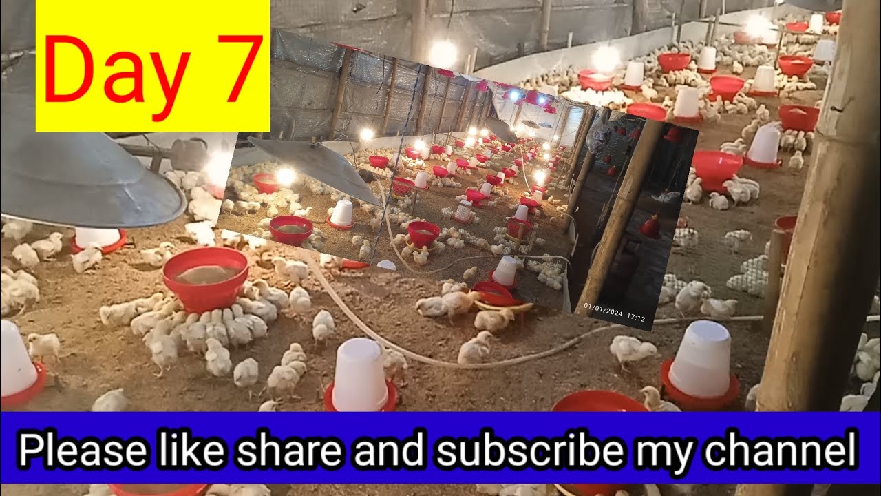 Poultry farming Assam in winter season // Day 7 poultry farming ...